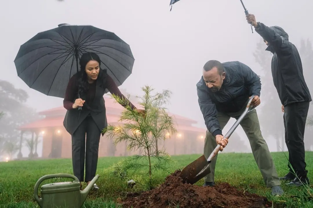 Ethiopia's Verdant Miracle: 700 Million Trees in a Day, Igniting a Green Future | africanpulse